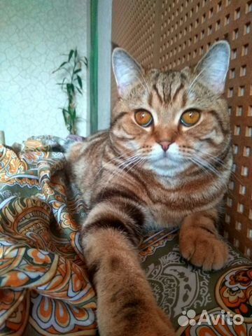 Случка/вязка