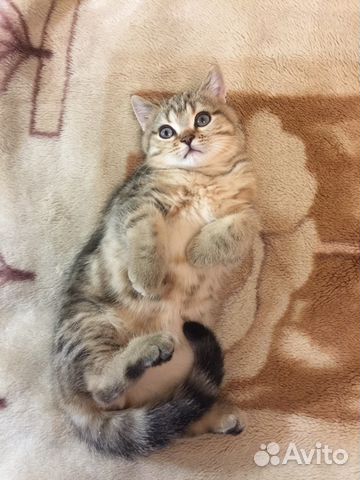 Чистокровный британский котик