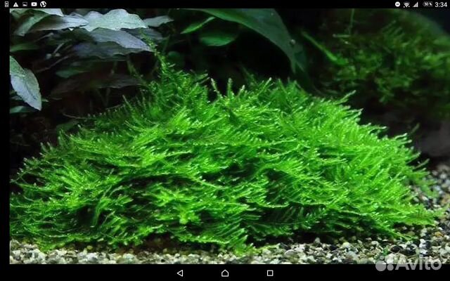 Мох Рождественский и Большая Ю.А