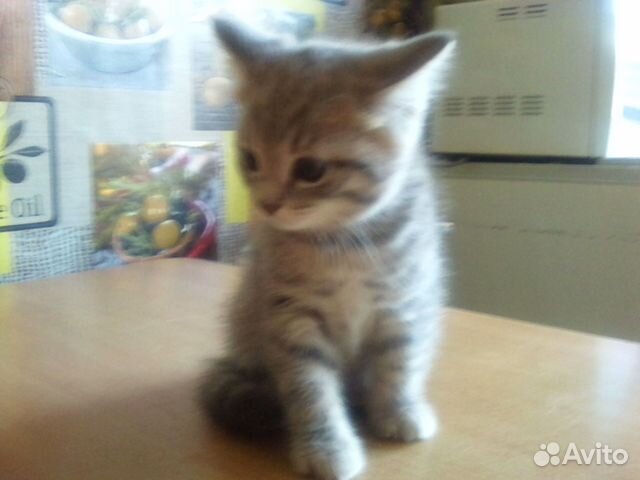 Отдам котенка , помесь Шотландки с обычным котом