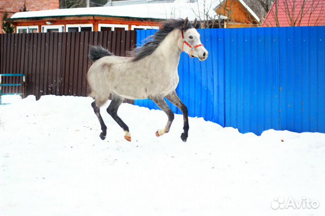 Арабская кобыла с отличной родословной