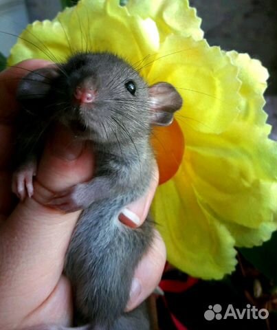 Крысята дамбо мальчишки