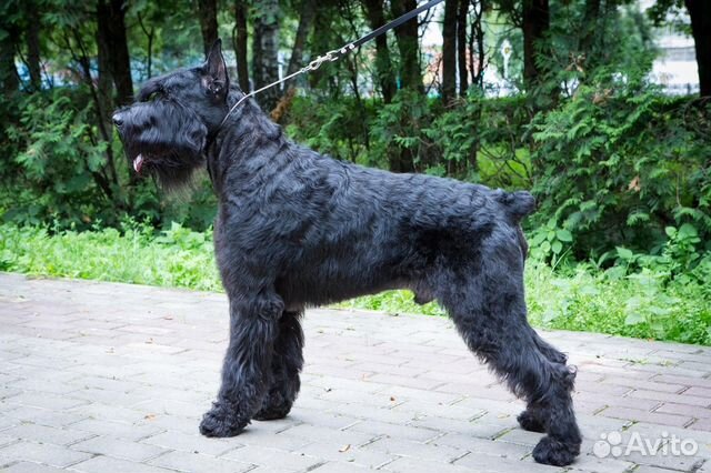 Вязка. Ризеншнауцер