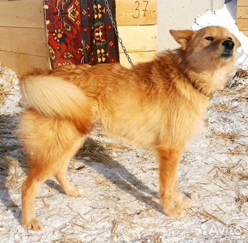 Фокс отдам в добрые руки