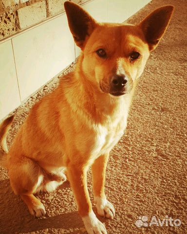 Рыжее солнышко