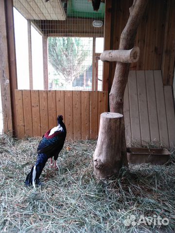 Фазаны Свайно