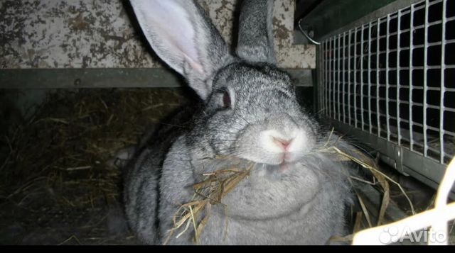 Кролики на племя