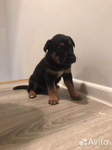 Щенки Вео и малинуа