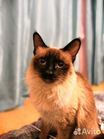 Кошка ищет жениха)