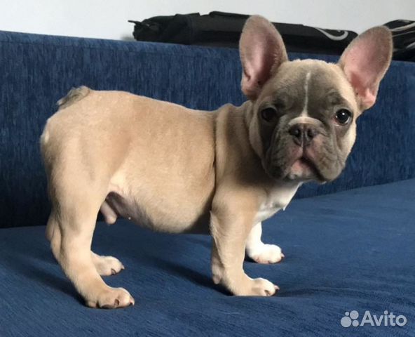 Подарок Любимый