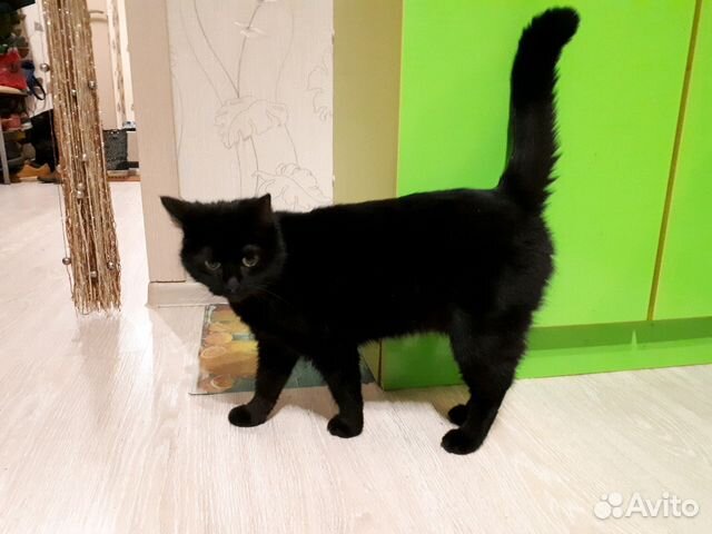 Кошка в добрые руки