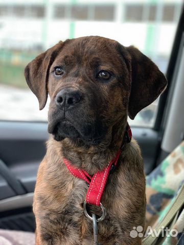 Корсо-канарская фефочка Принцесса Ля-Ля