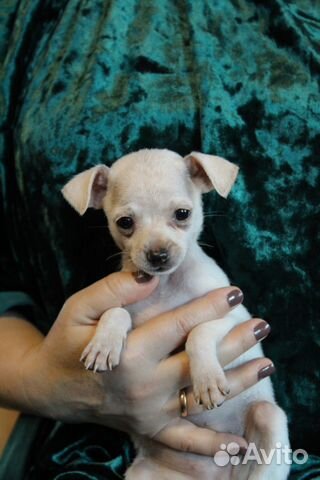 Белоснежка