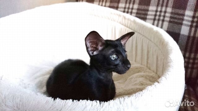 Ориентальный котенок
