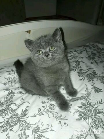 Шотландские котята страйты