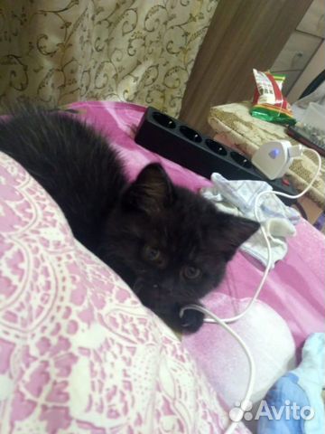 Продам британского котенка