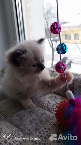 Милые Рэгдолл пушистики