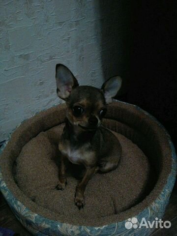 Вязка, супер мини чихуахуа мальчик