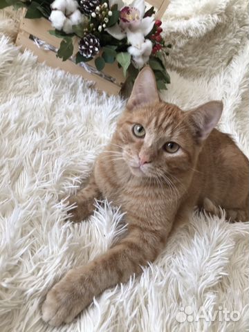 Рыжий полосатик в поиске хозяев