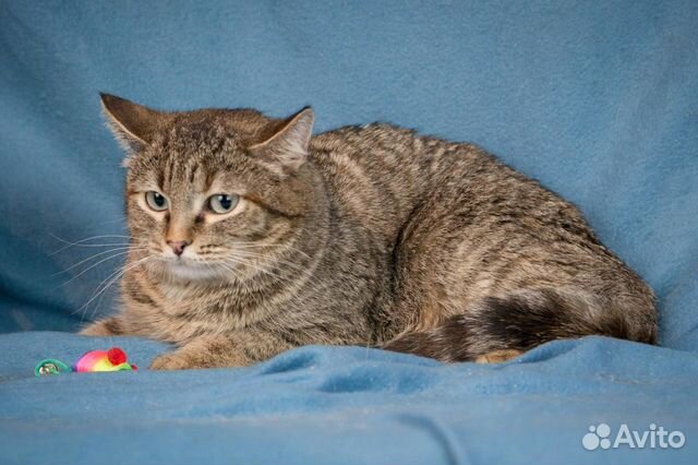 Голубоглазая Буся в дар