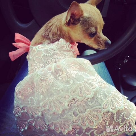 Продаю собачку Той Терьер