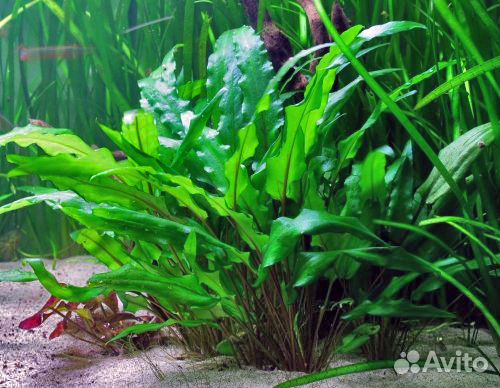 Аквариумные растения, песок кварцевый, грунт