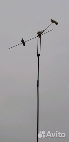 Продаются голуби