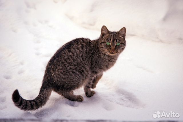 Заберите брошенного кота