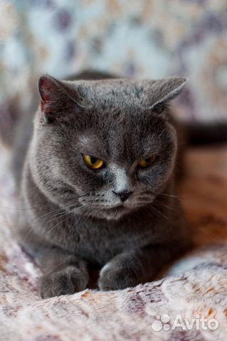 Британская