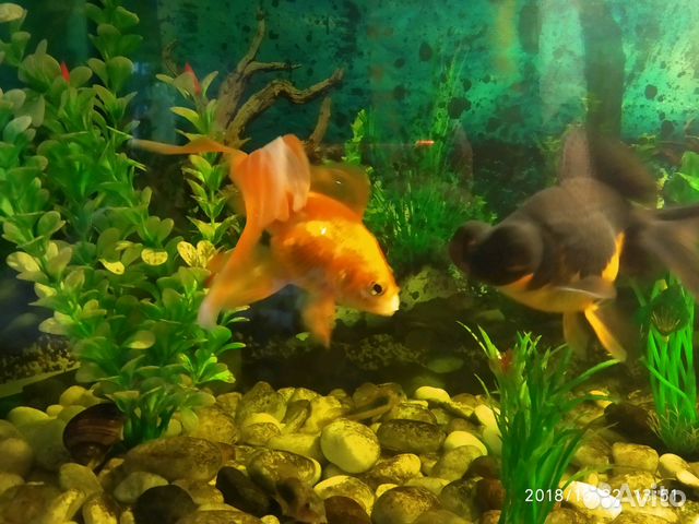 Аквариум с рыбками