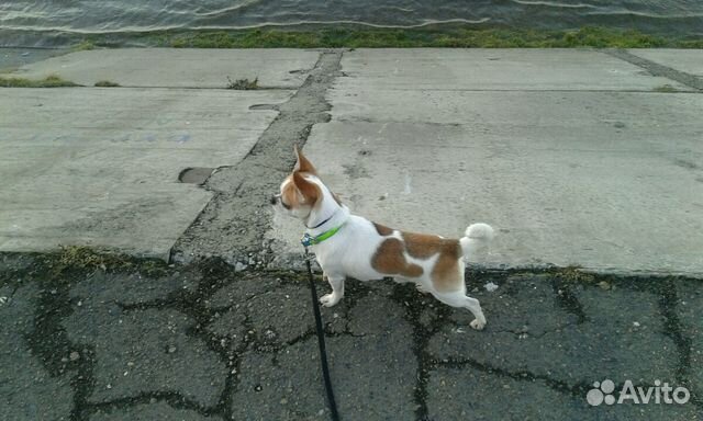 Пропал песик