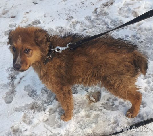 Ланди, 3 мес., пушистик-куцехвостик в добрые руки