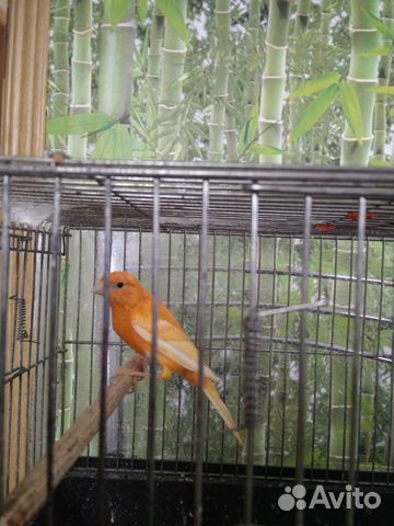 Продам кенора