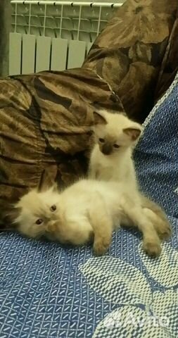 Сиамские котятки ищут