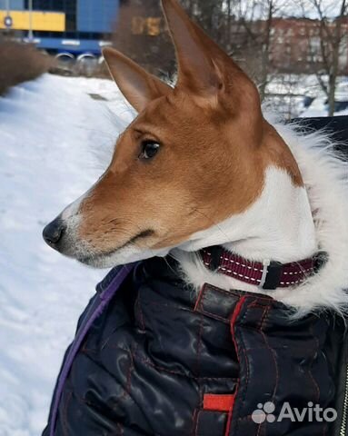 Басенджи Девочка