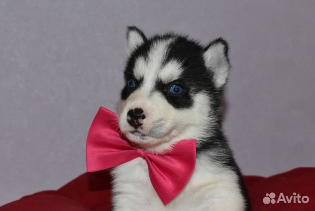 Малыши Хасята