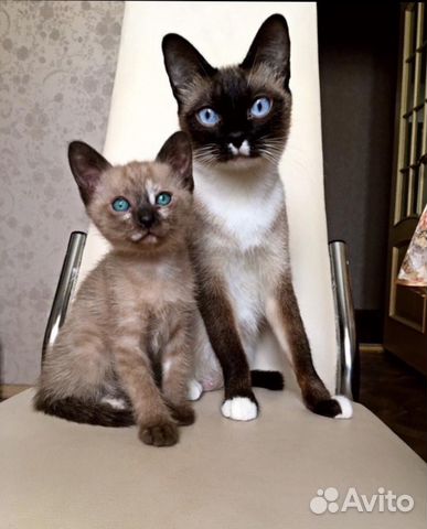 Тайка/Сноу Шу