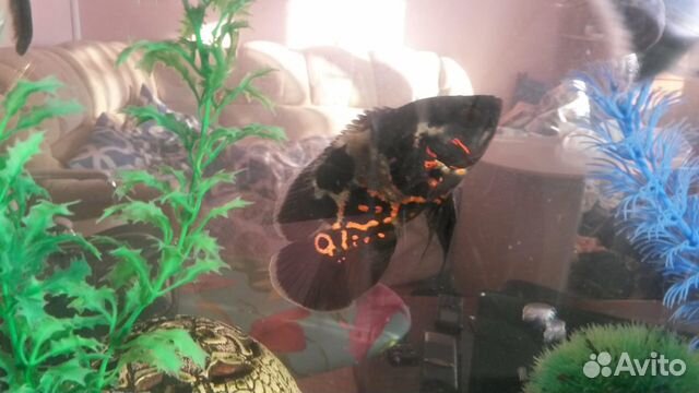 Астронотус тигровый