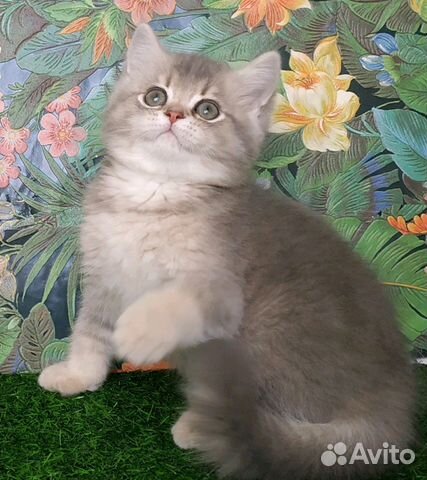 Голубое золото британский котик