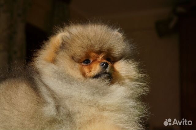 Малыш померанец