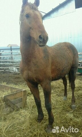 Лошадь жеребец