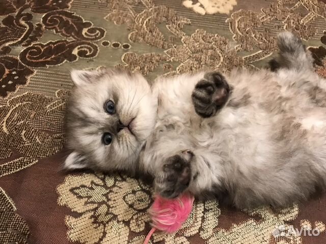 Котенок персидской классической шиншиллы
