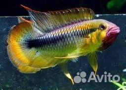 Апистограмма вильгельми/apistogramma wilhelmi