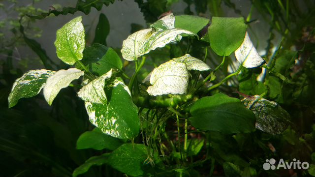 Анубиас Бартера крапчатый var."Variegated"