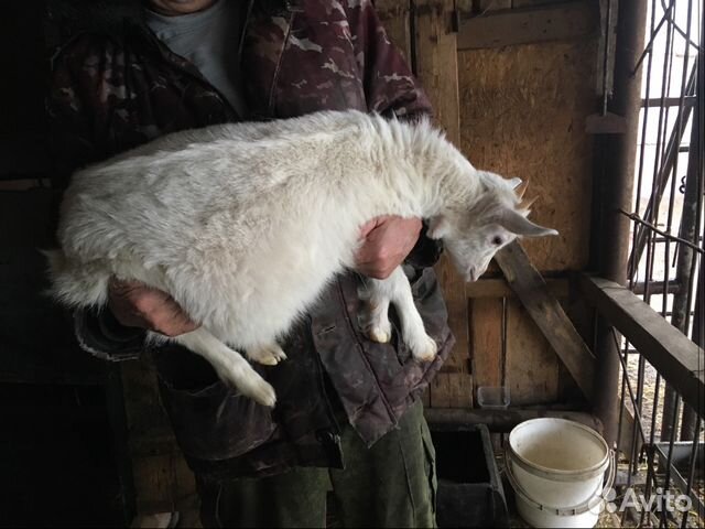 Продам или обменяю козочку на козлика. 2,5 мес