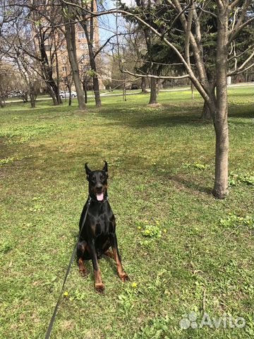 Доберман в дар