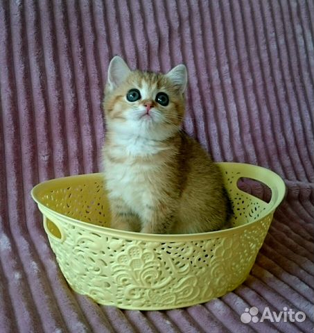 Золотые девочки