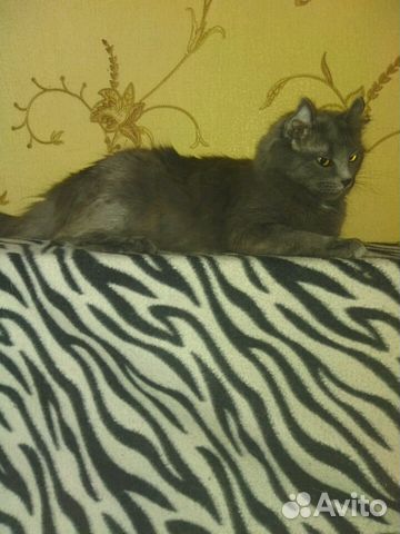 Кошка в добрые руки