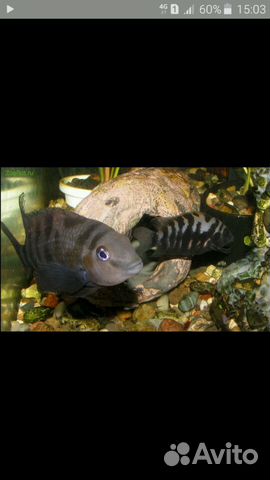 Продам рыбок и аквариум