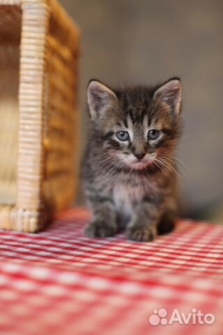 Котенок с "серьёзным лицом" в добрые руки